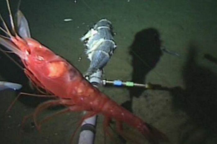 Pecahkan Rekor Penemuan Spesies Laut pada Kedalaman Delapan Kilometer ...