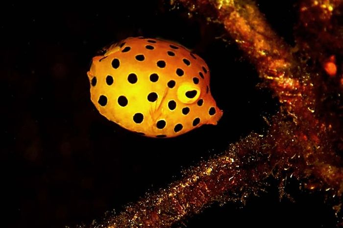 Mobil Mercy yang Terinspirasi dari Ikan Kotak Kuning - National Geographic
