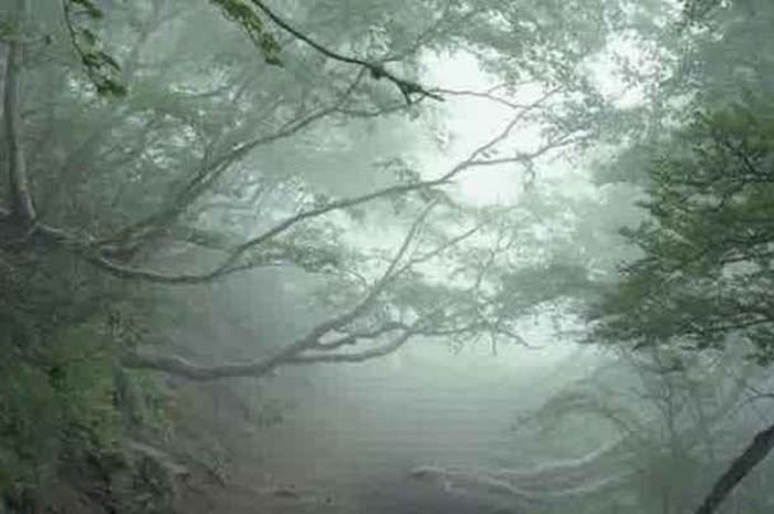 10 Hutan Paling Misterius di Dunia - National Geographic