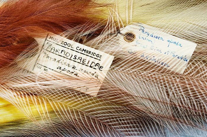 Paradisaea apoda, Legless Bird of Paradise - National Geographic