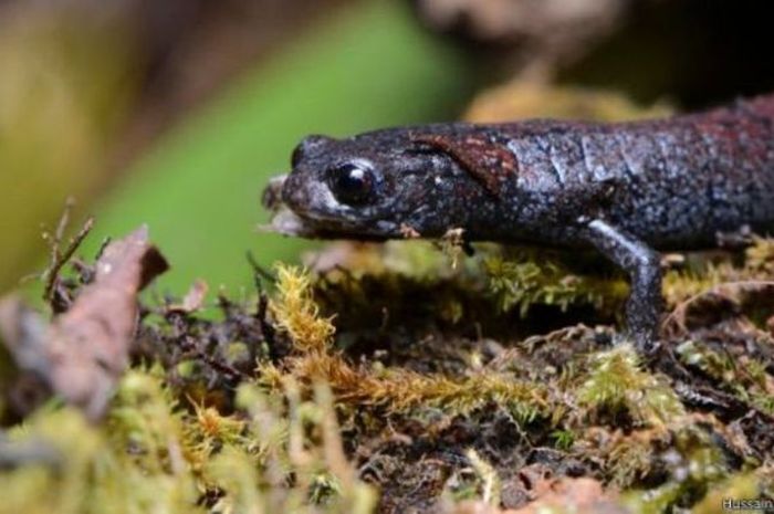 Fakta Mengejutkan tentang Salamander - National Geographic