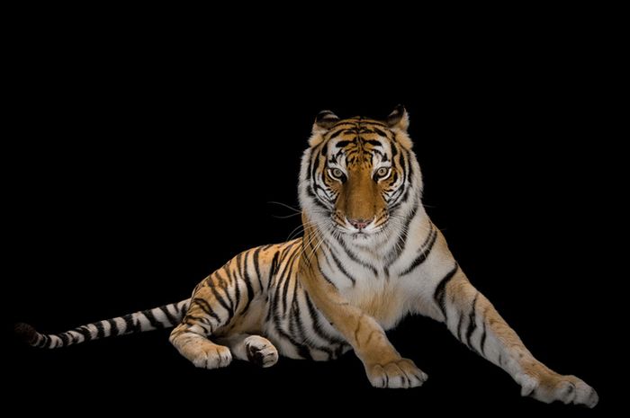 10 Fakta Unik Seputar Harimau yang Harus Anda Ketahui - National Geographic