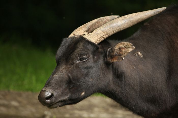 Anoa di Pulau Buton Terancam Punah - National Geographic