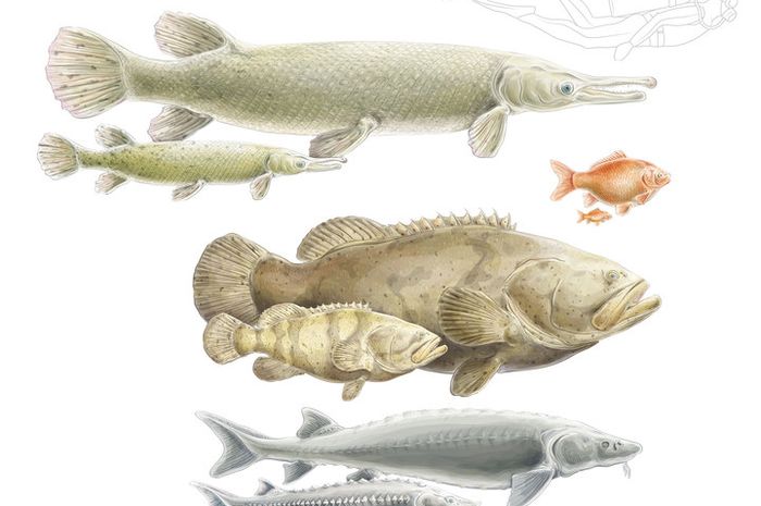 Ikan-Ikan Raksasa - National Geographic