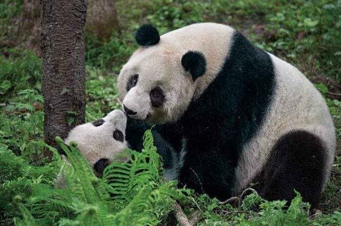 Saat Ini Panda Tak Lagi dalam Status Terancam Punah - National Geographic