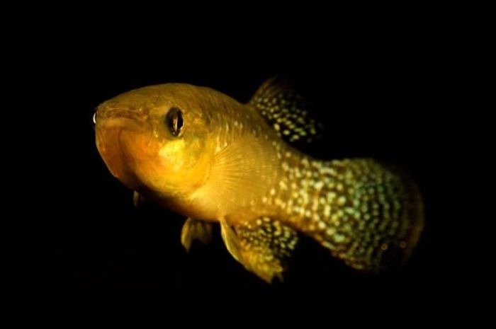 Ikan Mutan Ini 8.000 Kali Lebih Resisten Terhadap Polutan Beracun ...