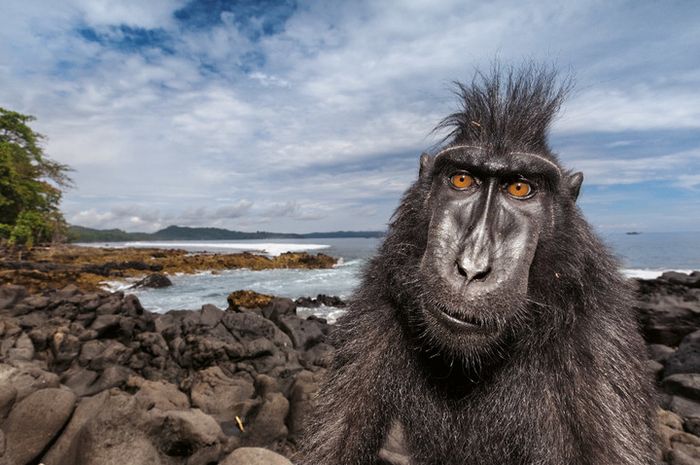 Kisah Yaki Sulawesi - National Geographic