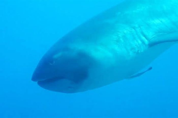 Hiu Mulut Besar Super Langka Terlihat di Perairan Pulau Komodo ...