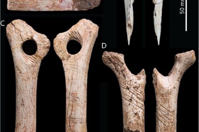 Ukiran Tulang Manusia Ungkap Praktik Ritual Kanibalisme Kuno - National ...