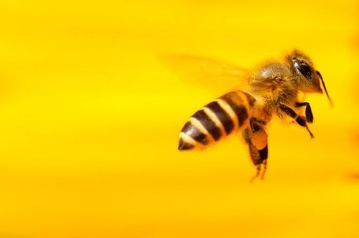 Layaknya Manusia, Ternyata Lebah Mampu Menavigasi Ke Kiri dan Kanan ...