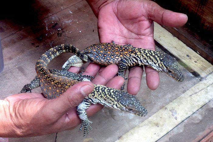 11 Telur Komodo Ini Berhasil “Ditetaskan” Oleh Kebun Binatang Surabaya ...