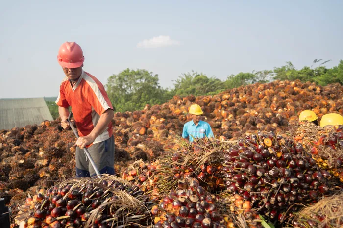 Kelapa Sawit dapat Digunakan untuk Membuat Apa Saja? Tak Hanya Minyak ...