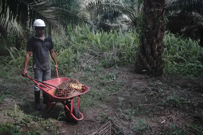 Mengubah Limbah Kelapa Sawit Menjadi Energi Bersih dan Ramah Lingkungan