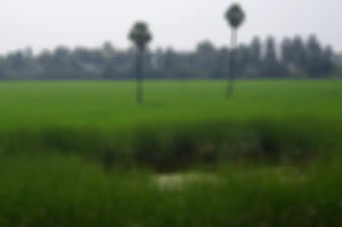 Subak, Sistem Irigasi Persawahan Bali yang Menjadi Warisan Budaya Dunia