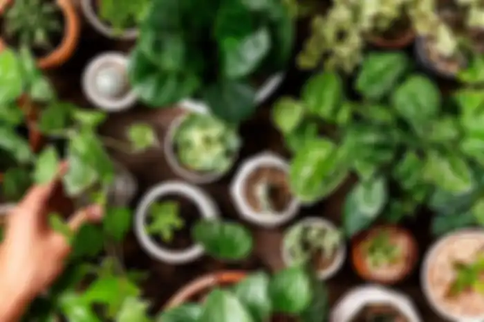 Bagaimana Peran Pigmen Klorofil dalam Proses Fotosintesis Tumbuhan?