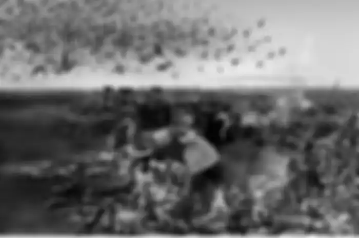 5 Fakta Tentang Ababil, Burung Surga yang Membawa Batu dari Neraka