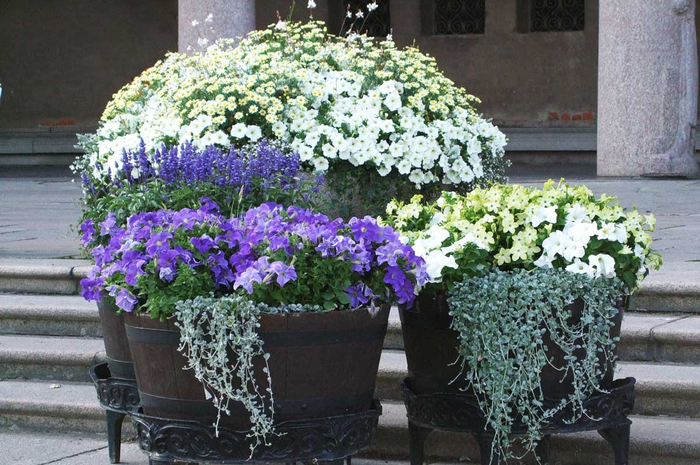 Keren Banget, Inilah 17 List Tanaman yang Tahan Banjir