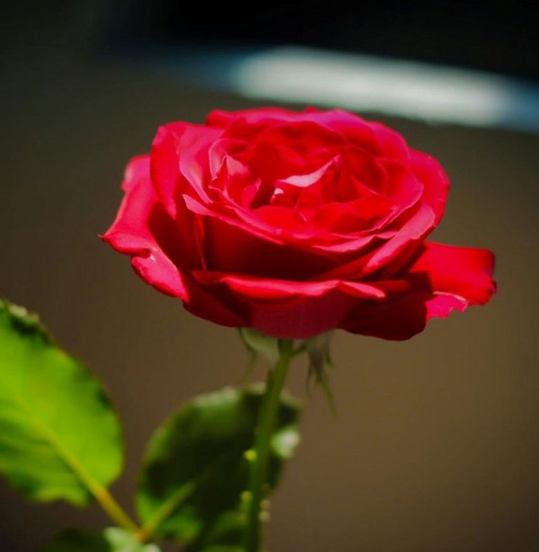 Berita Bunga Mawar Queen Of Flower Terbaru Hari Ini - Bobo