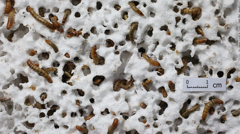 Squirmy Mealworms, Cacing Pelahap Plastik dan Styrofoam, Hancurkan ...