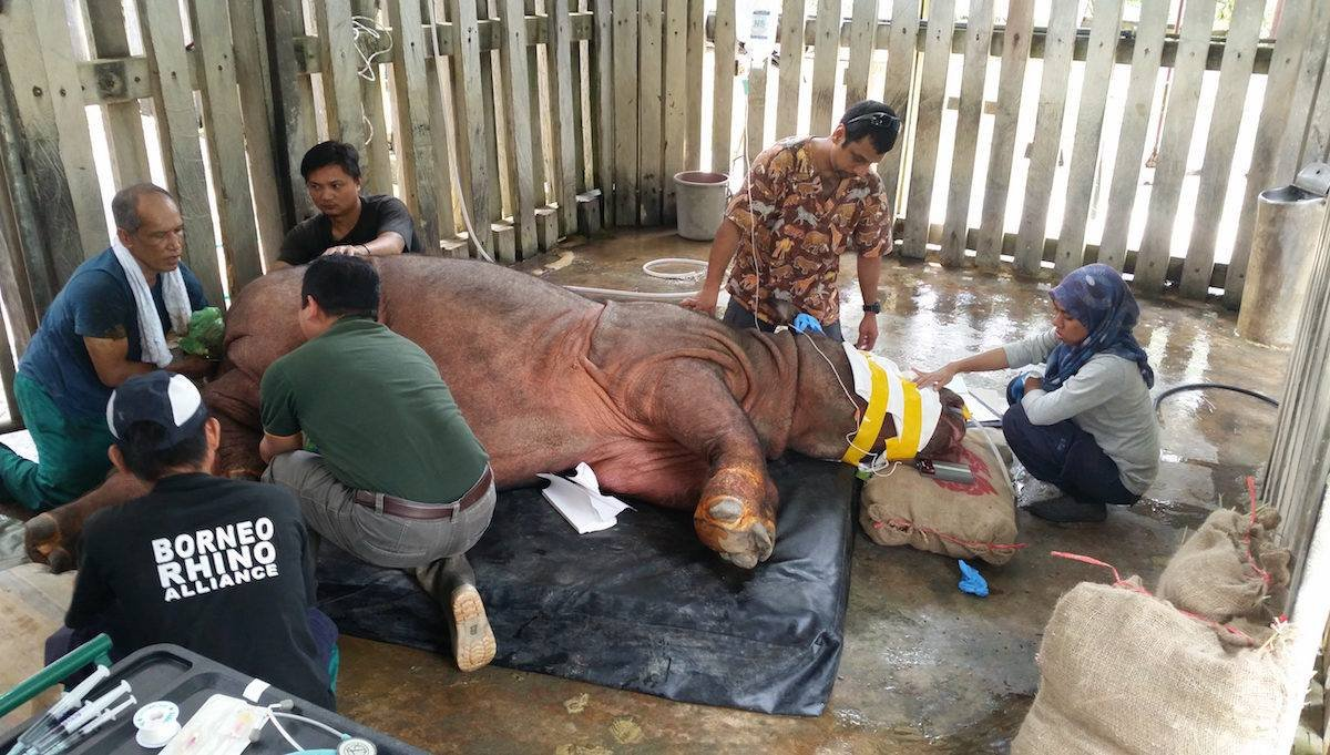 Alami Gangguan Kesehatan, Satu-satunya Badak Sumatera Jantan di ...