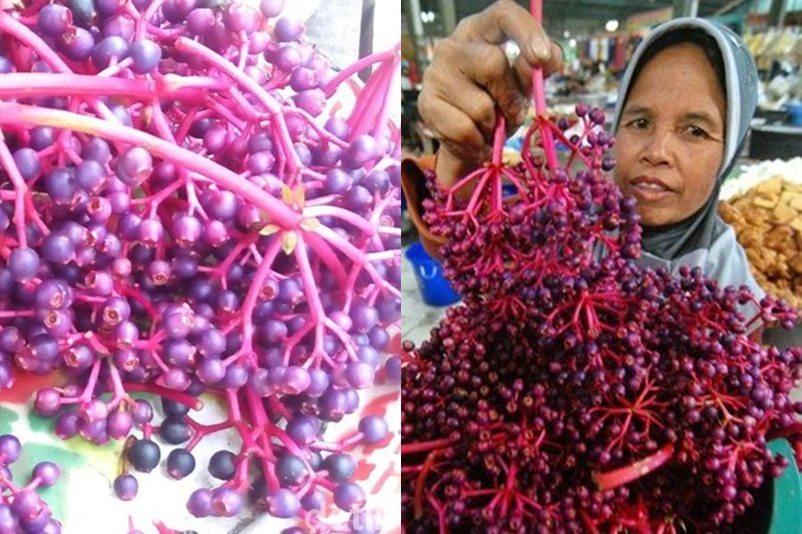 Inilah 3 Manfaat dan Fakta Unik Buah Parijoto Untuk Kesehatan Tubuh