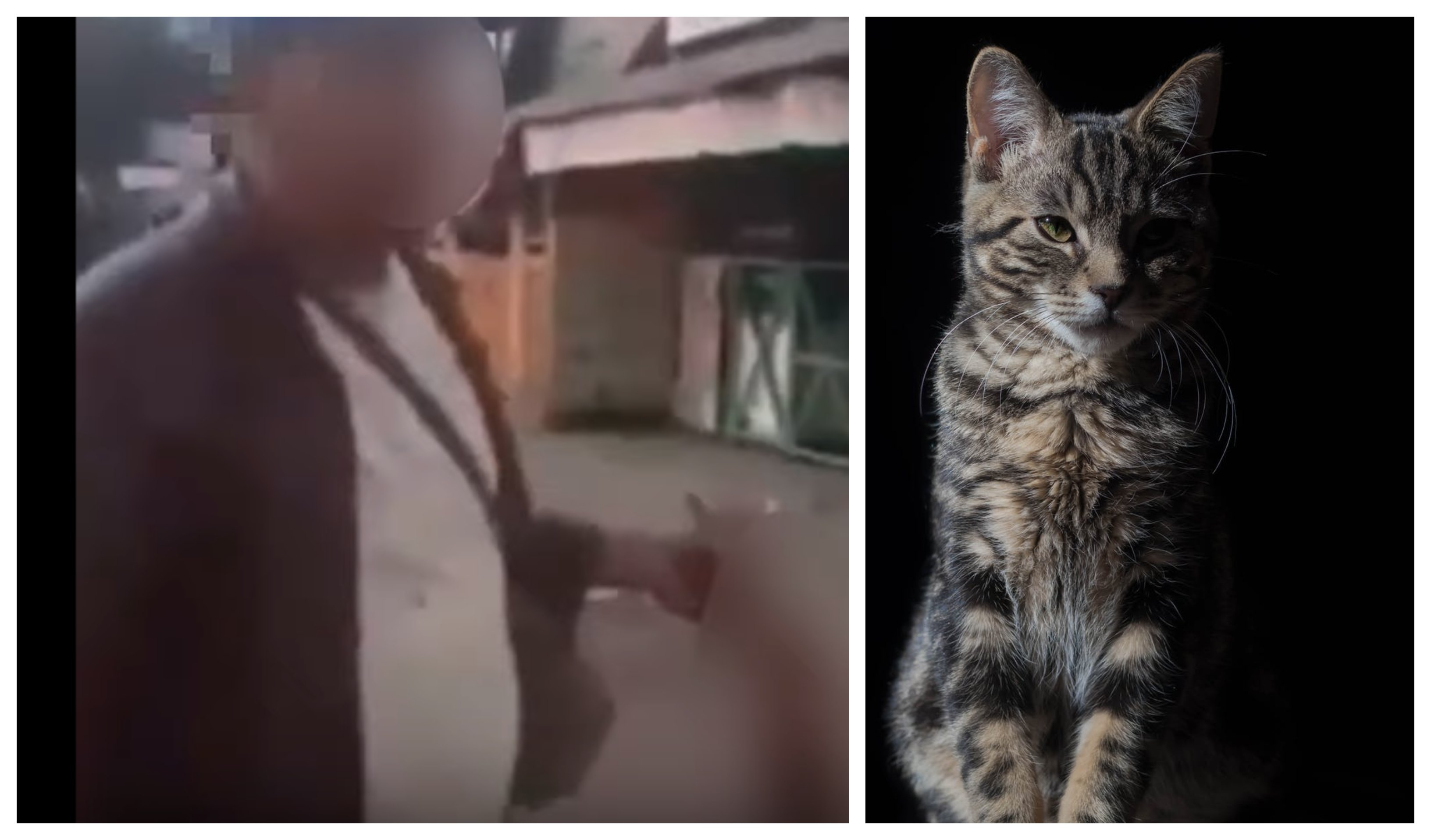 Viral Pria Makan Kucing Hidup-Hidup, Rupanya Inilah Efek yang Terjadi Pada Tubuh Manusia