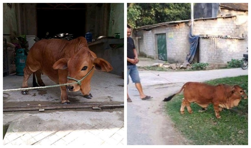 Viral Foto Sapi Pendek di Media Sosial, Ternyata Hasil Rekayasa Genetik ...