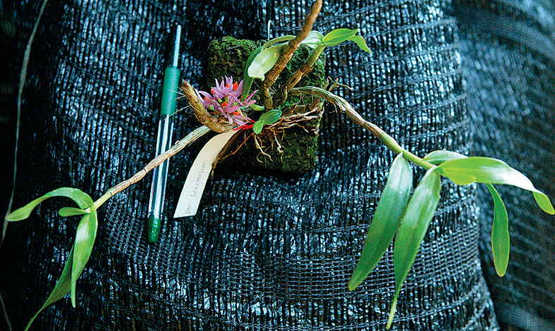 Mengenal Anggrek Mini, Ukurannya Hanya Sebesar Pulpen dan Mudah ...