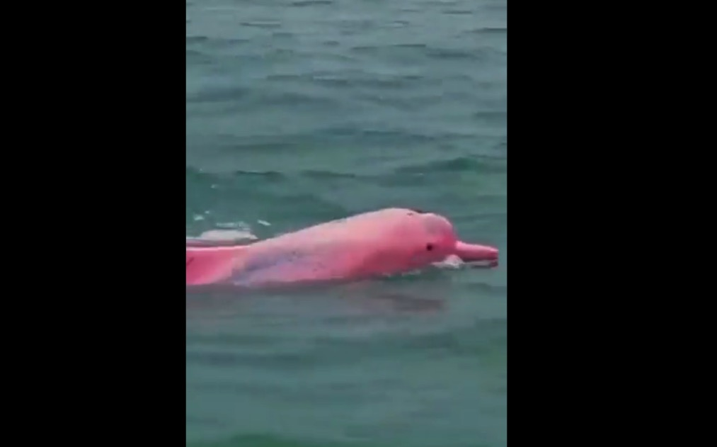 Viral Video Penampakan Lumba-Lumba Pink, Ini Penjelasan LIPI | Hai