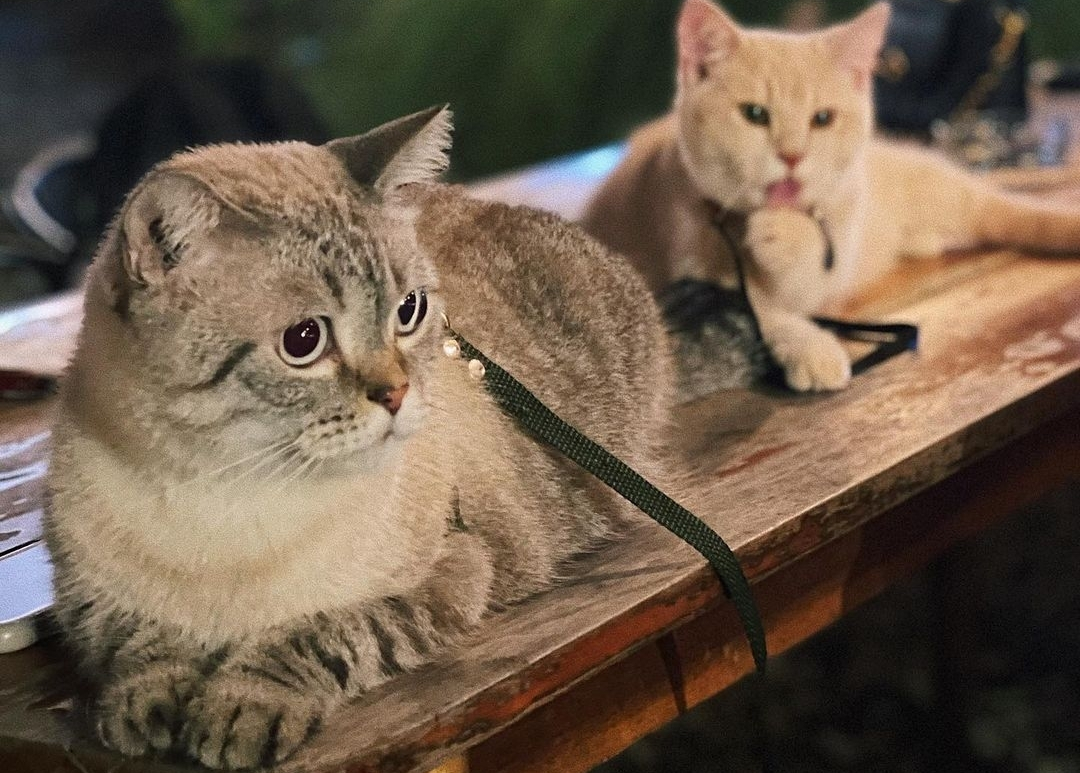 Nggak Cuma Manusia, Kucing Juga Suka Makanan Gurih Alami
