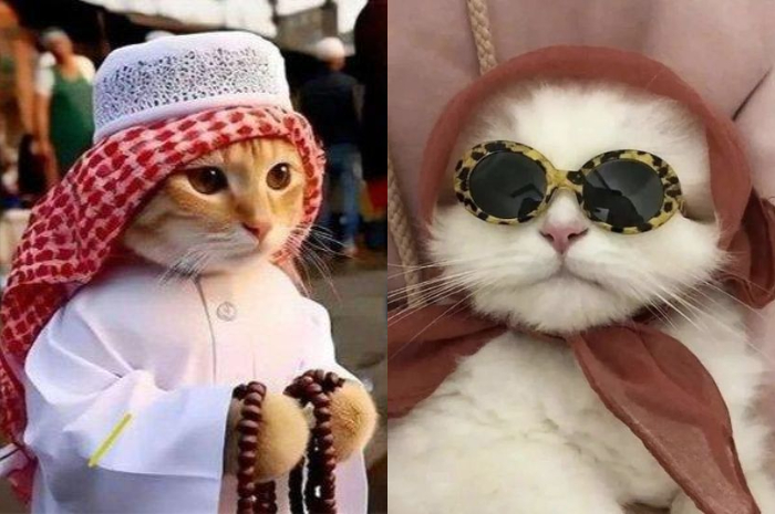 LINK Download Gambar Foto Kucing Ramadan, Ada yang Berhijab hingga ...