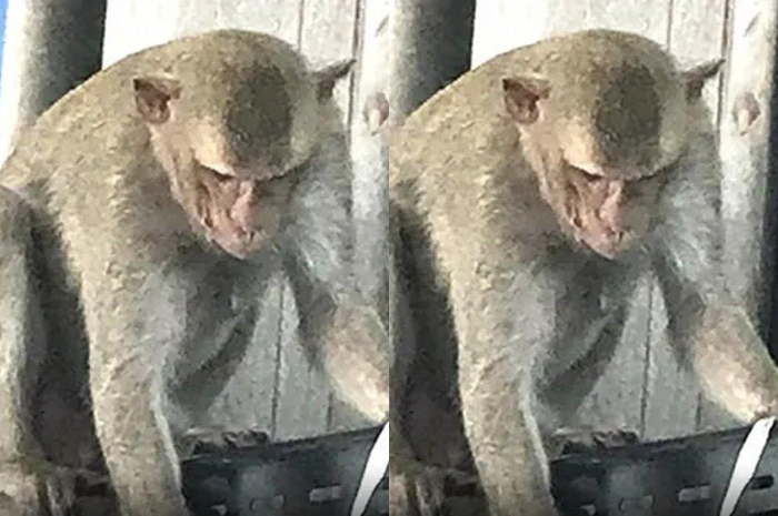 Viral Monyet Meresahkan Doyan Curi Pakaian Dalam, Warga Gelar Sayembara ...