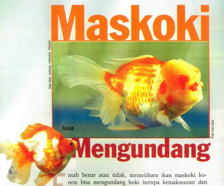 Hikayat Ikan Maskoki yang Dipercaya Selalu Mendatangkan Hoki | Intisari