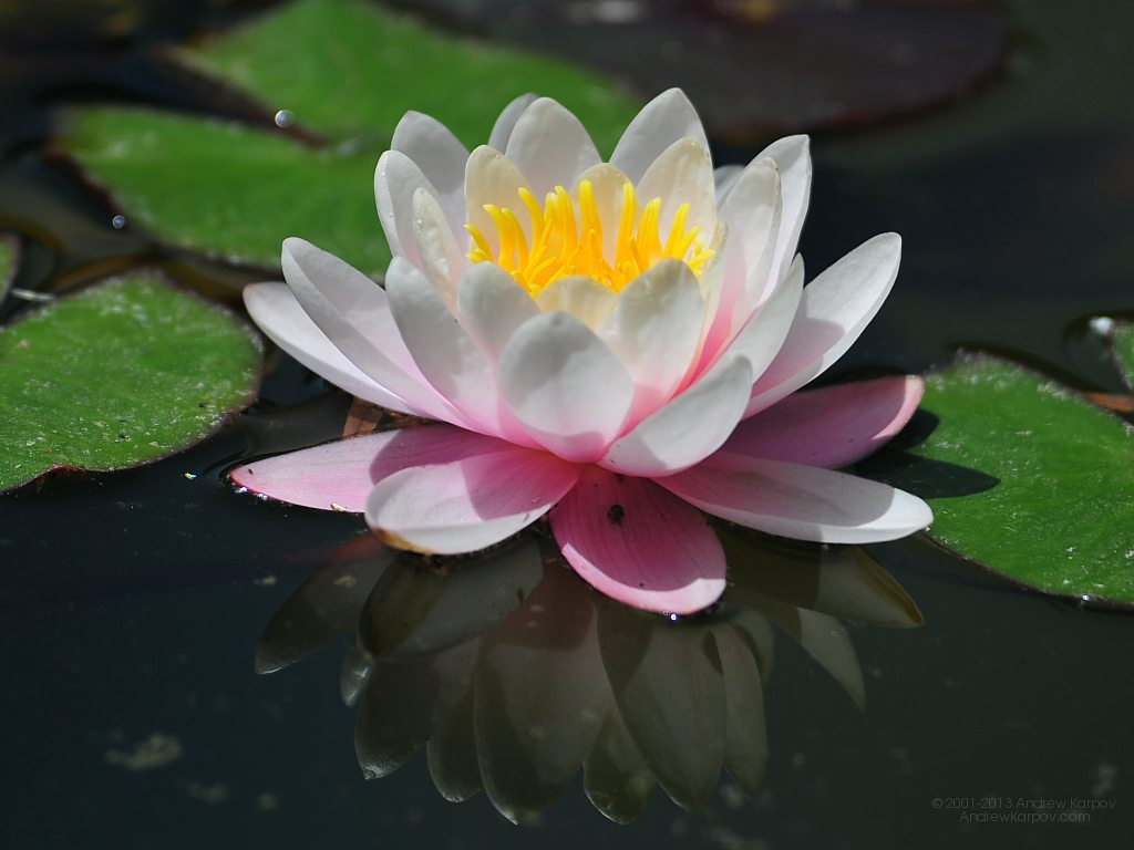 Menanam Bunga Teratai Cuma Butuh Lumpur dan Tanah Merah