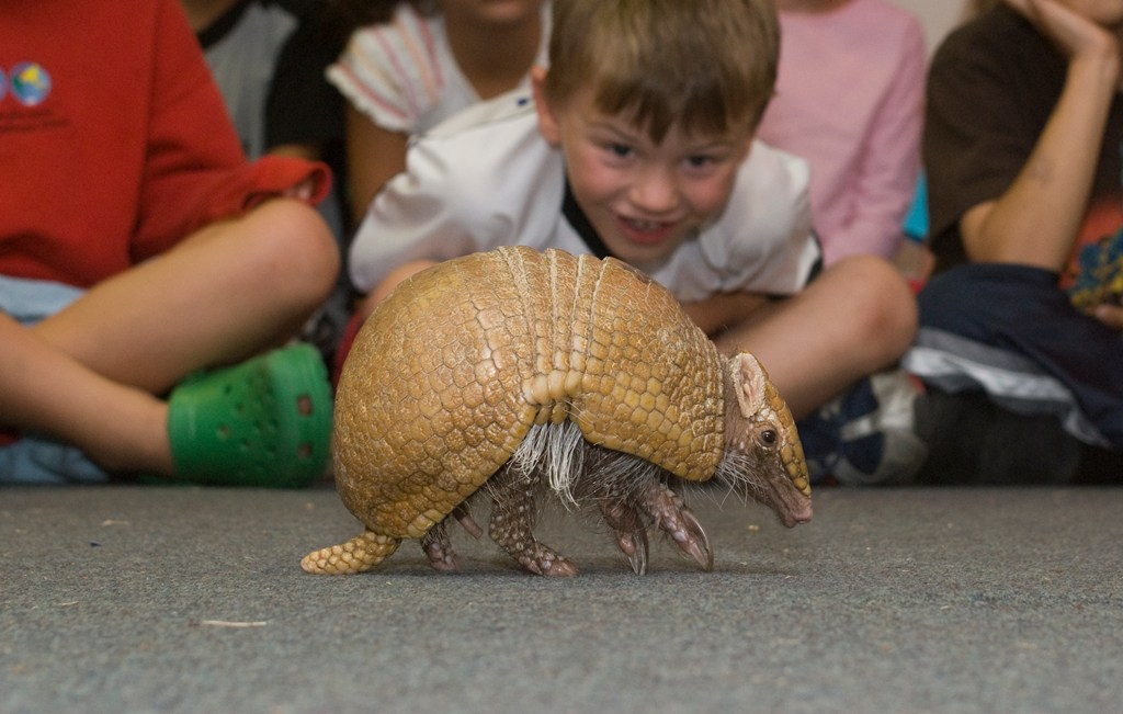 Armadillo, Binatang Penyebar Lepra?