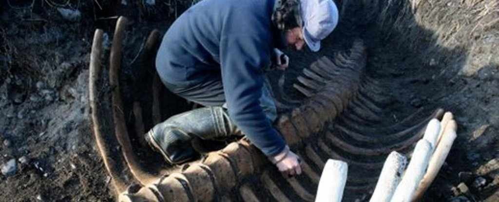 Wow, Peneliti Berhasil Temukan Kerangka Salah Satu Megafauna Pleistosen ...