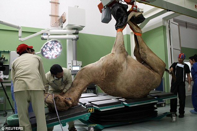 Inilah Camel Hospital, Rumah Sakit Khusus Unta Pertama di Dunia ...