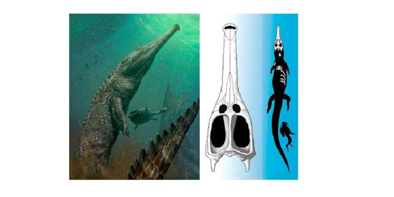 Miliki Panjang 9,6 Meter, Machimosaurus Rex jadi Buaya Terbesar ...