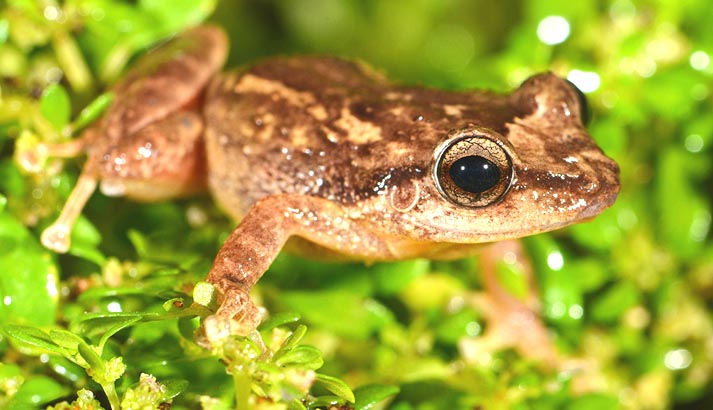 Kisah Ikan dan Katak