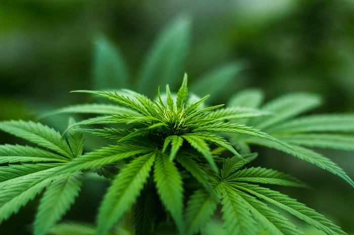 Pria Ini Nyaris Meninggal Akibat Makan Permen Ganja, Seperti Inilah ...