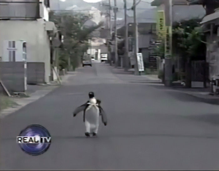 Lala, Penguin Peliharaan di Jepang yang Suka Jalan-jalan dan Beli Ikan ...