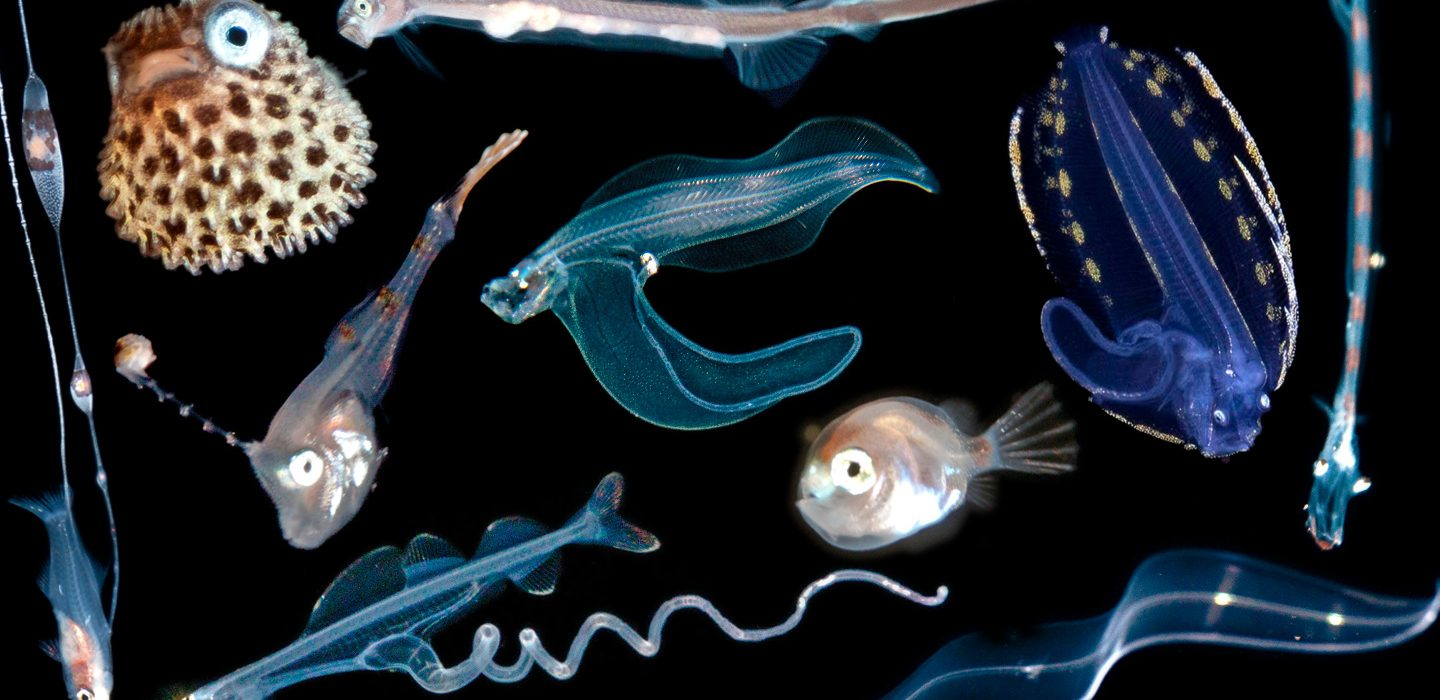 Foto Bawah Air Menangkap Pemandangan Memukau Tentang Larva Ikan - Semua ...