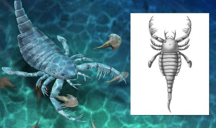Terropterus xiushanensis, Kalajengking Laut Purba Seukuran Anjing ...
