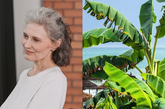 Punya Pohon Pisang Tapi Gak Tahu, Daun Pisang Bisa Lenyapkan Uban ...