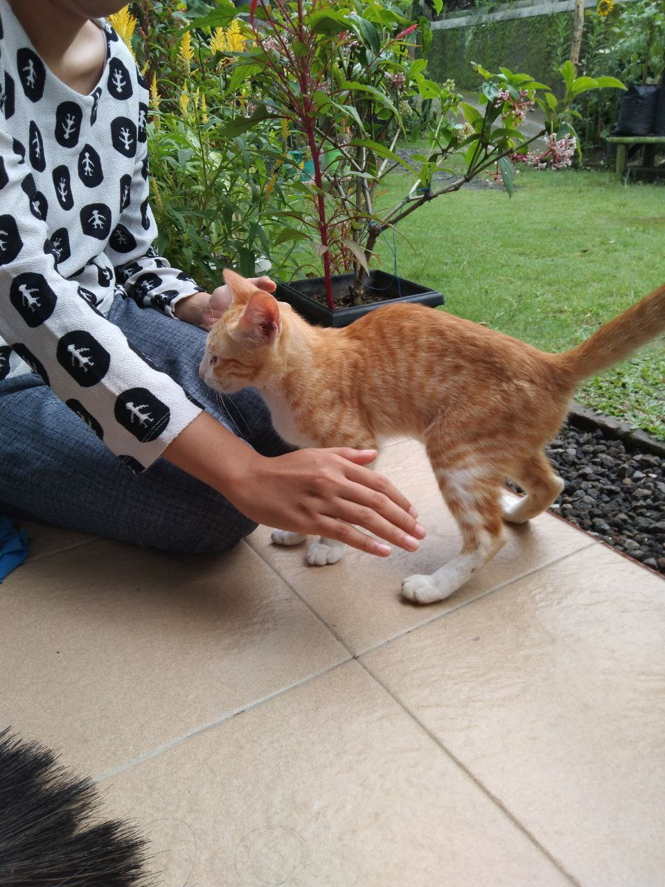 Arti Kucing Menggosok Kepala Ke Pemiliknya Ternyata Sangat Mengejutkan