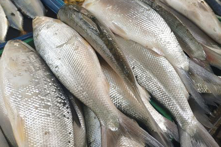 Selama ini Gak Ada yang Sadar, Makan Kulit Ikan dengan Nasi Bisa ...
