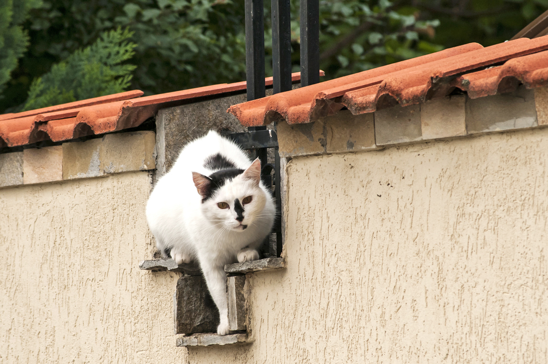 Inilah Cara Mengusir Kucing Liar di Atap Rumah Pakai Barang Ini | Nova