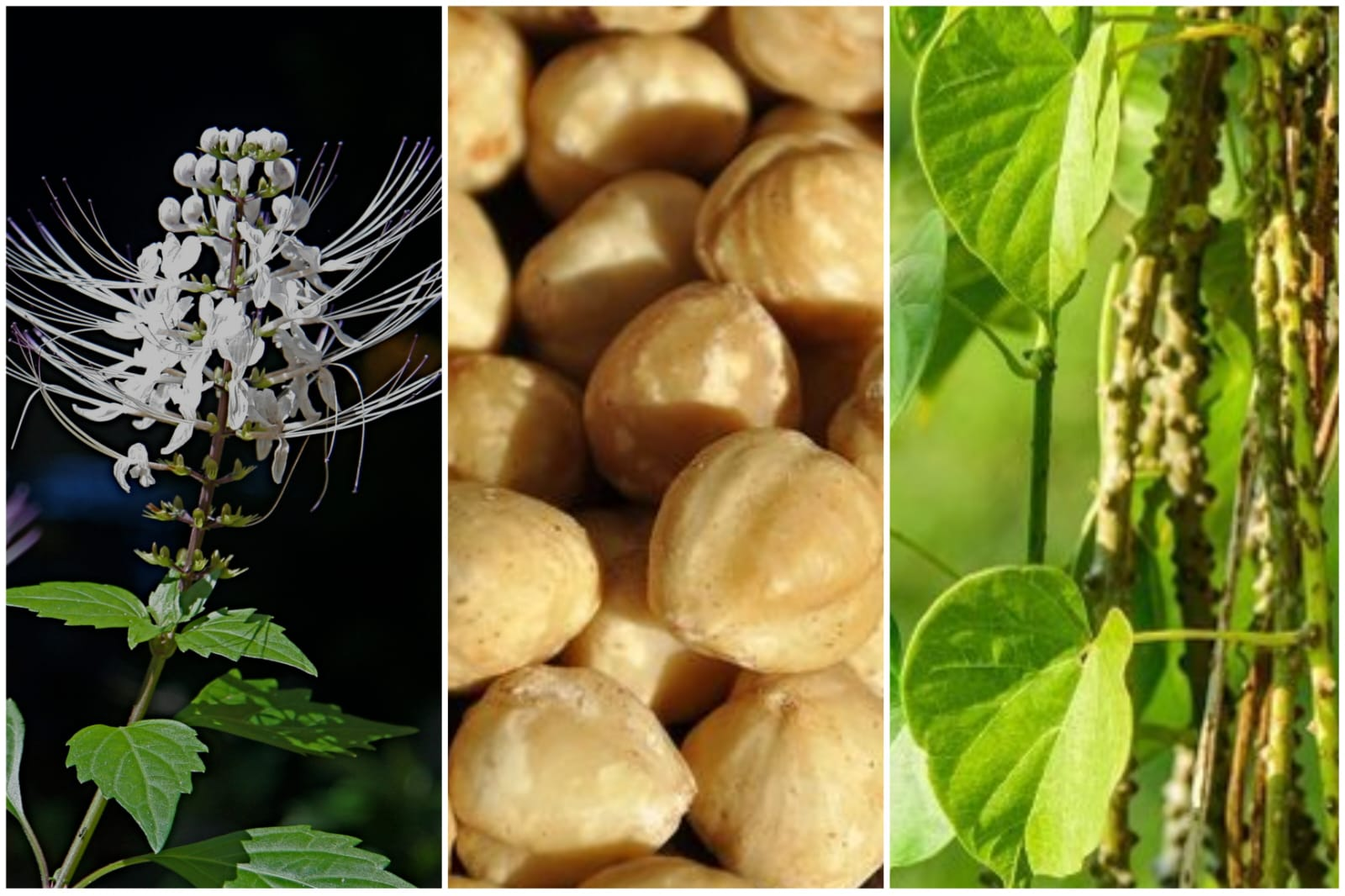 Inilah Daftar Pilihan 15 Obat Tradisional Infeksi Saluran Kemih (ISK ...
