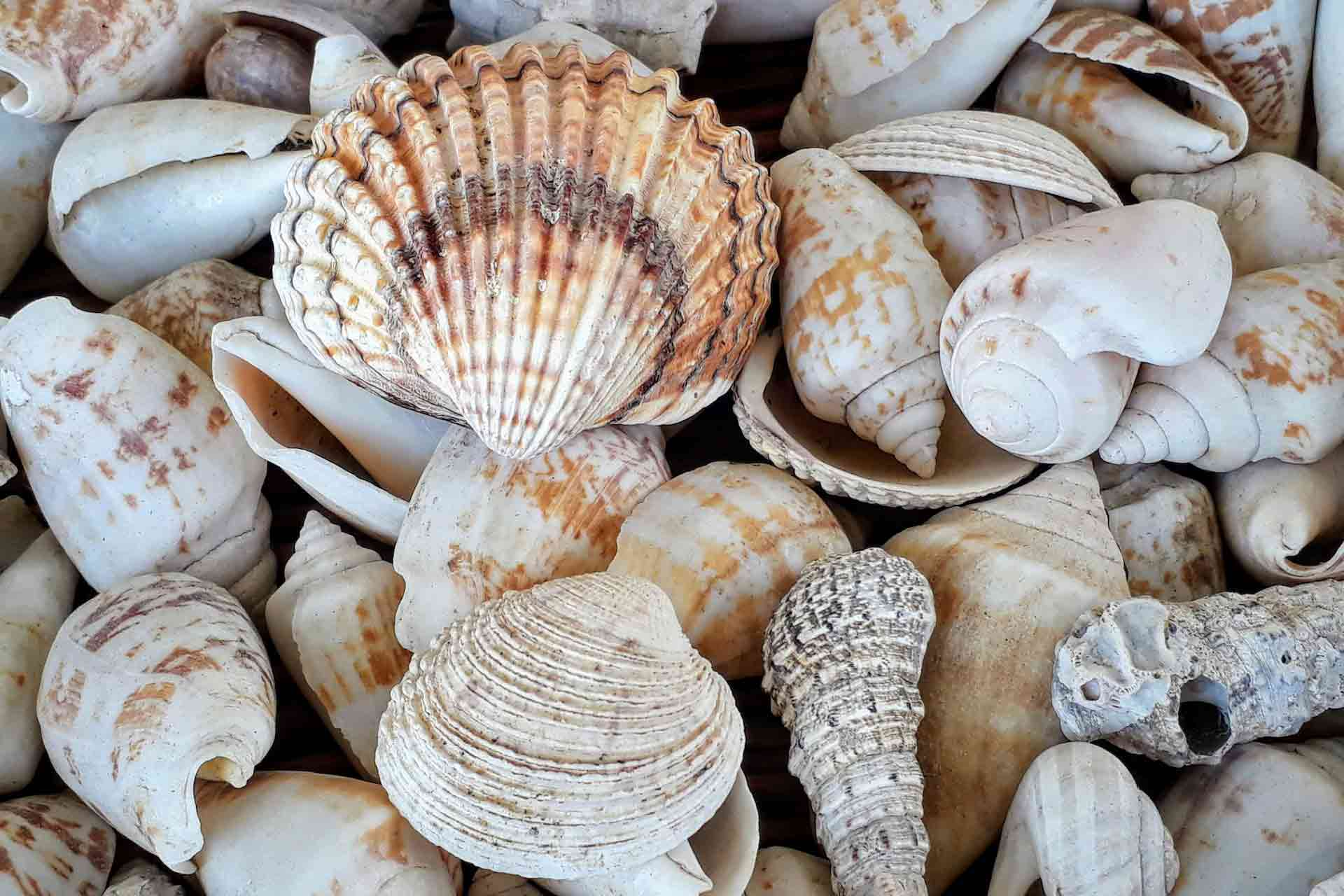 Apa itu Konkologi atau Conchology? | Adjar