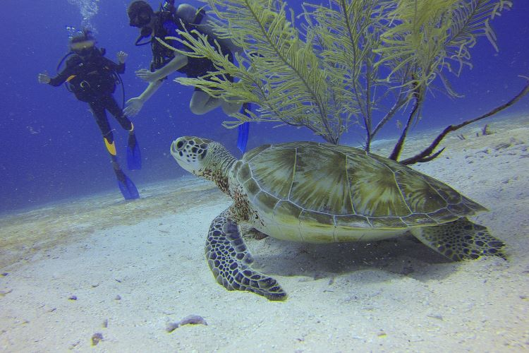 Apa Peran Penyu di Laut? | Adjar
